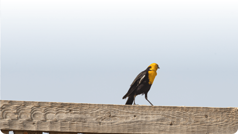 Ceylon, Saskatchewan